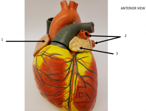 Heart Identification | Anatomy & Physiology
