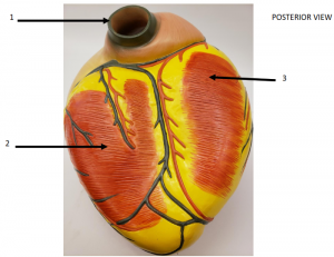 Heart Identification | Anatomy & Physiology