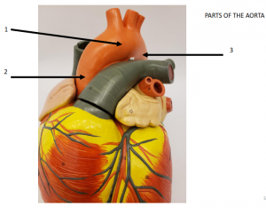 Heart Identification | Anatomy & Physiology