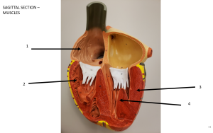 Heart Identification | Anatomy & Physiology