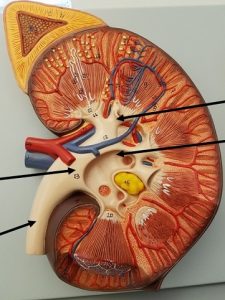 Anatomy & Physiology | Anatomy Identification Quizzes