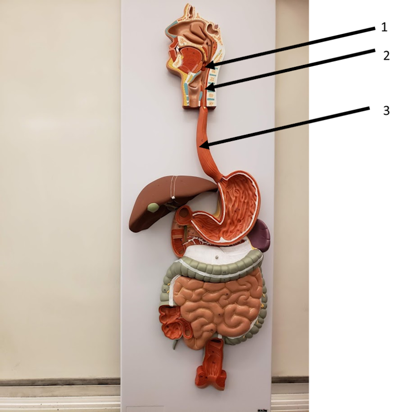 Digestive System | Anatomy & Physiology
