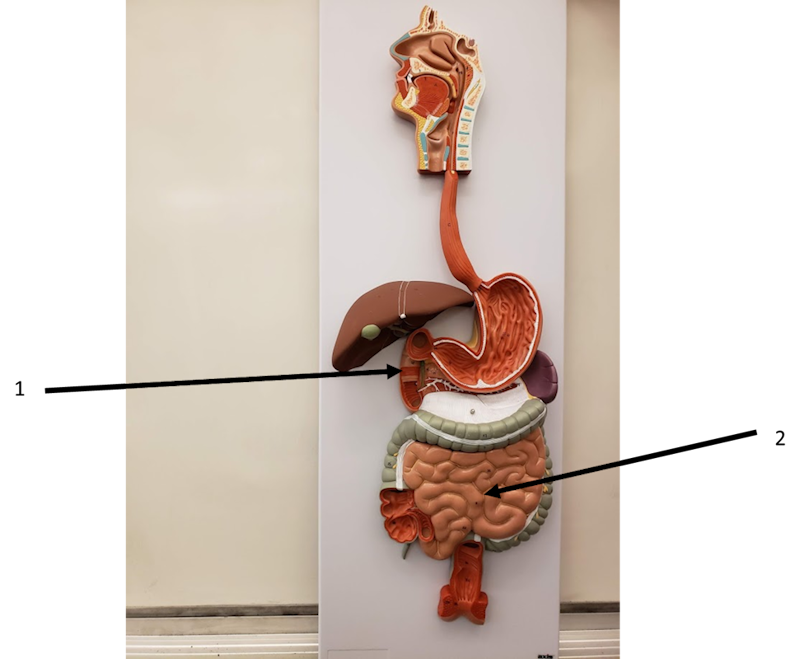 Digestive System | Anatomy & Physiology