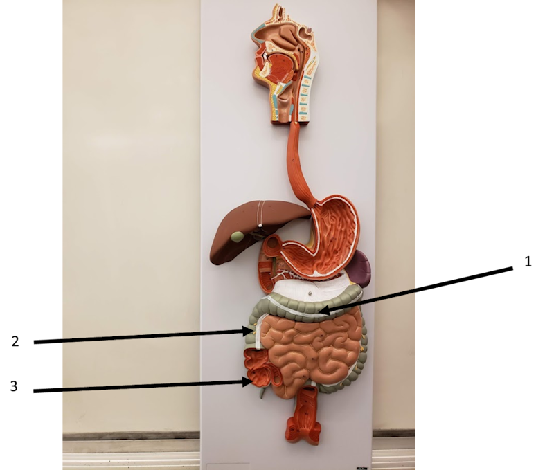 Digestive System | Anatomy & Physiology
