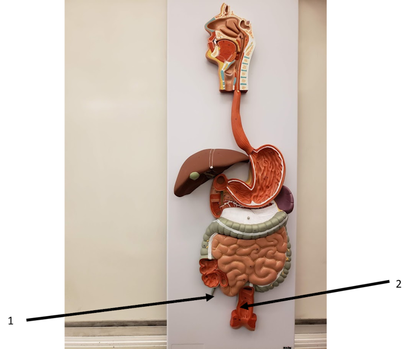 Digestive System | Anatomy & Physiology