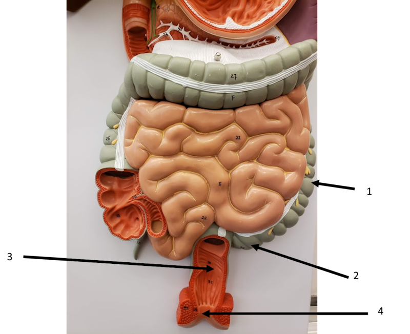 Digestive System | Anatomy & Physiology