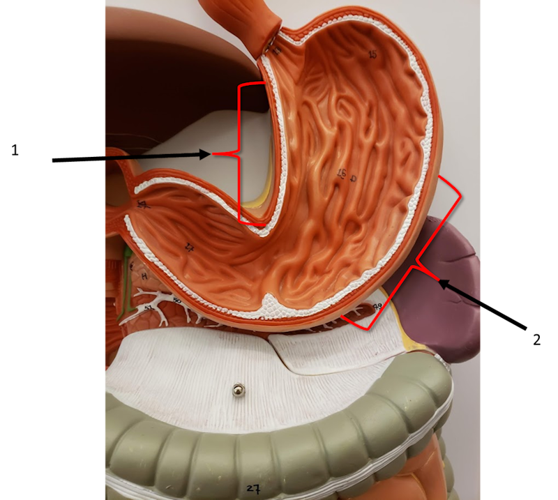 Digestive System | Anatomy & Physiology