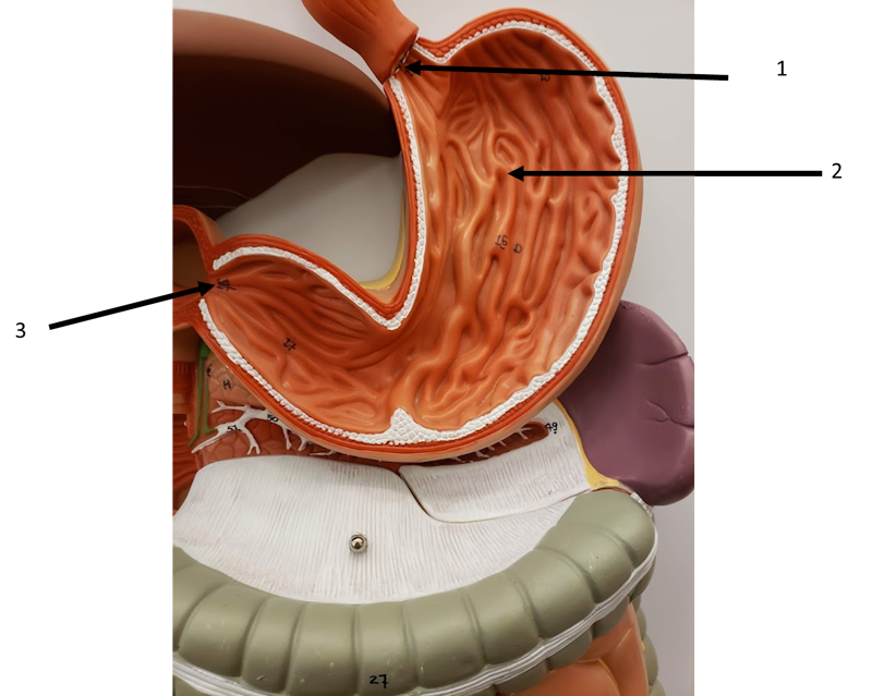 Digestive System | Anatomy & Physiology