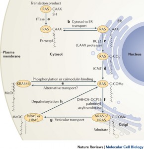 Tipifarnib Ras Inhibitor Pursued by Kura | Cancer Biology