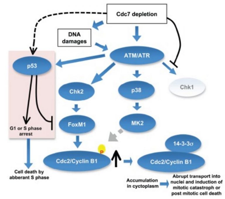 Cdc7 inhibitor for the treatment of cancer | Cancer Biology