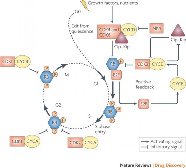 Cdkn2a Mutation Shortens Survival In Melanoma Patients Cancer Biology
